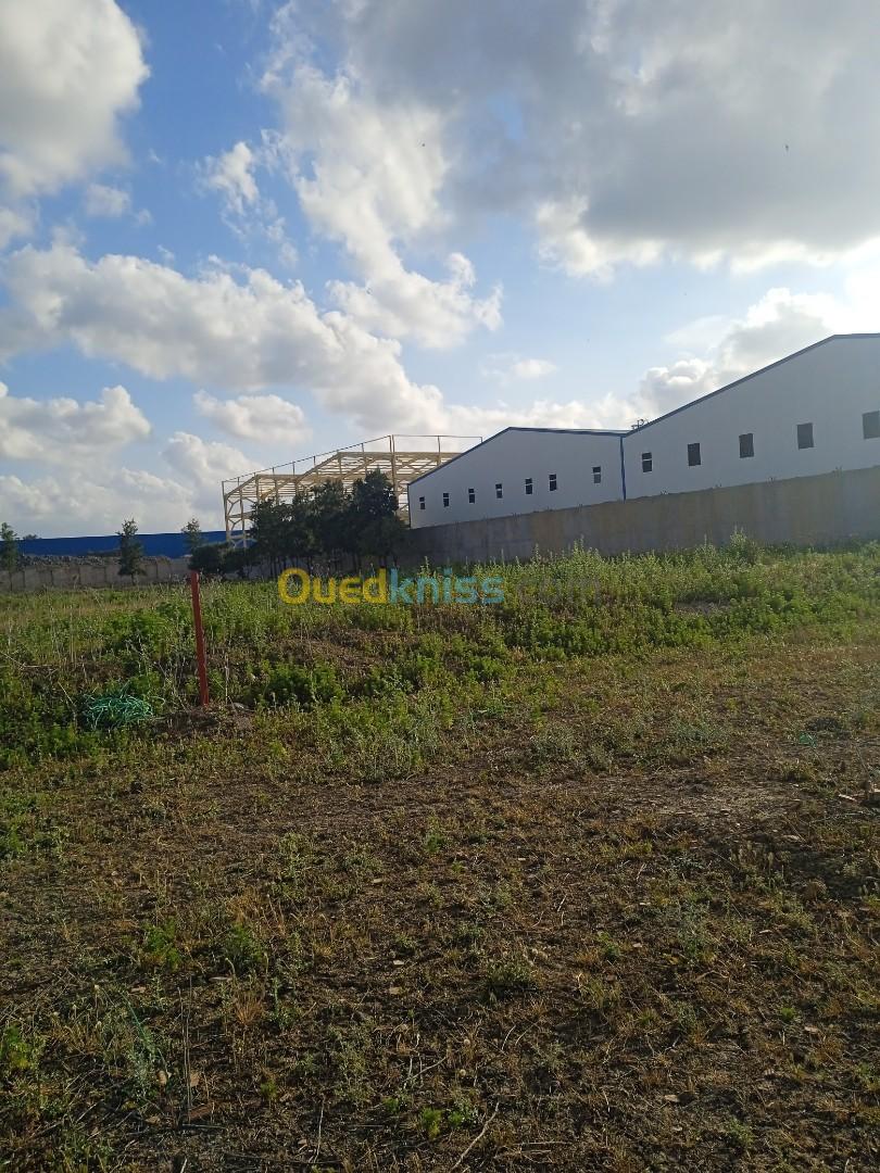 Vente Terrain Alger Tessala el merdja - Alger Algérie