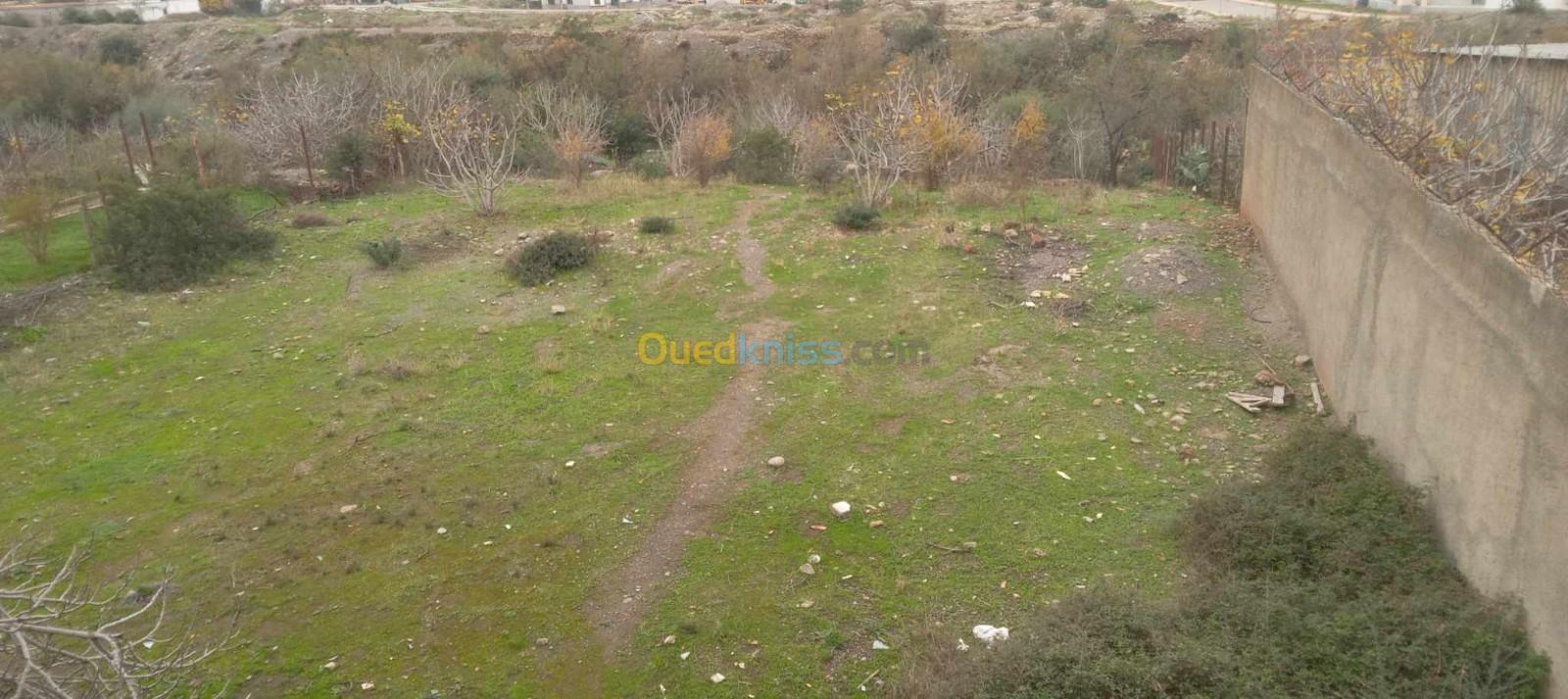 Vente Terrain Blida Ouled selama - Blida Algérie