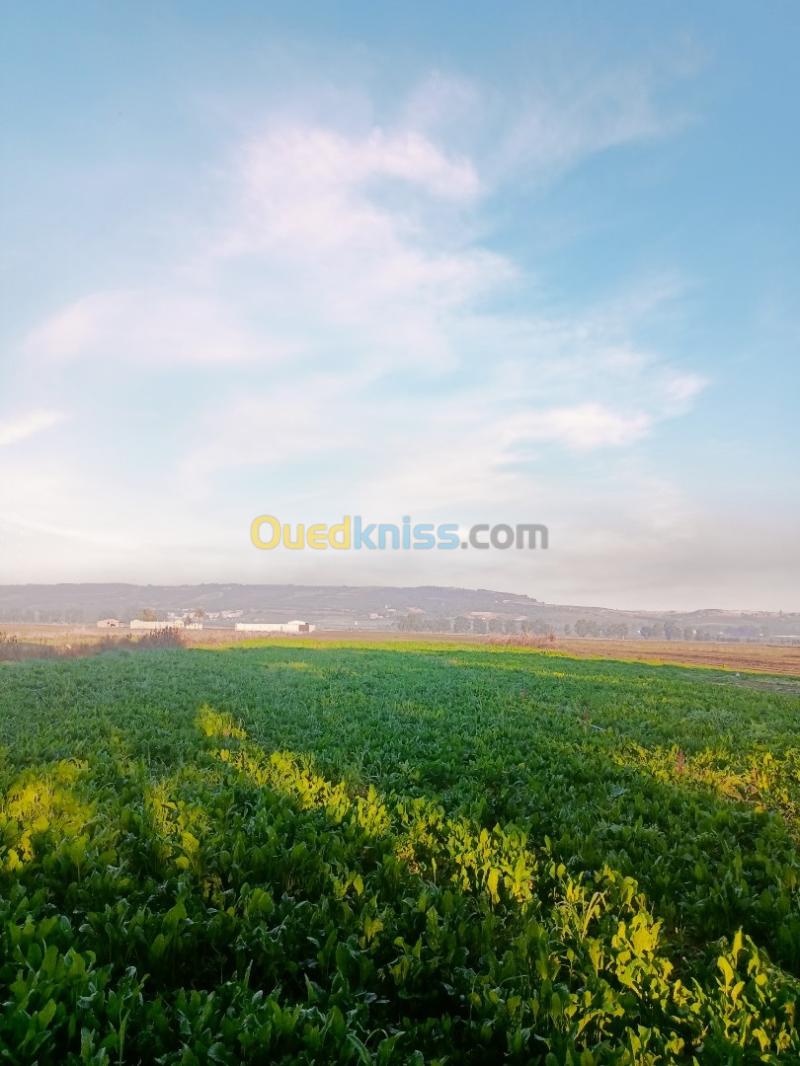Vente Terrain Agricole Tipaza Sidi rached - Tipaza Algérie